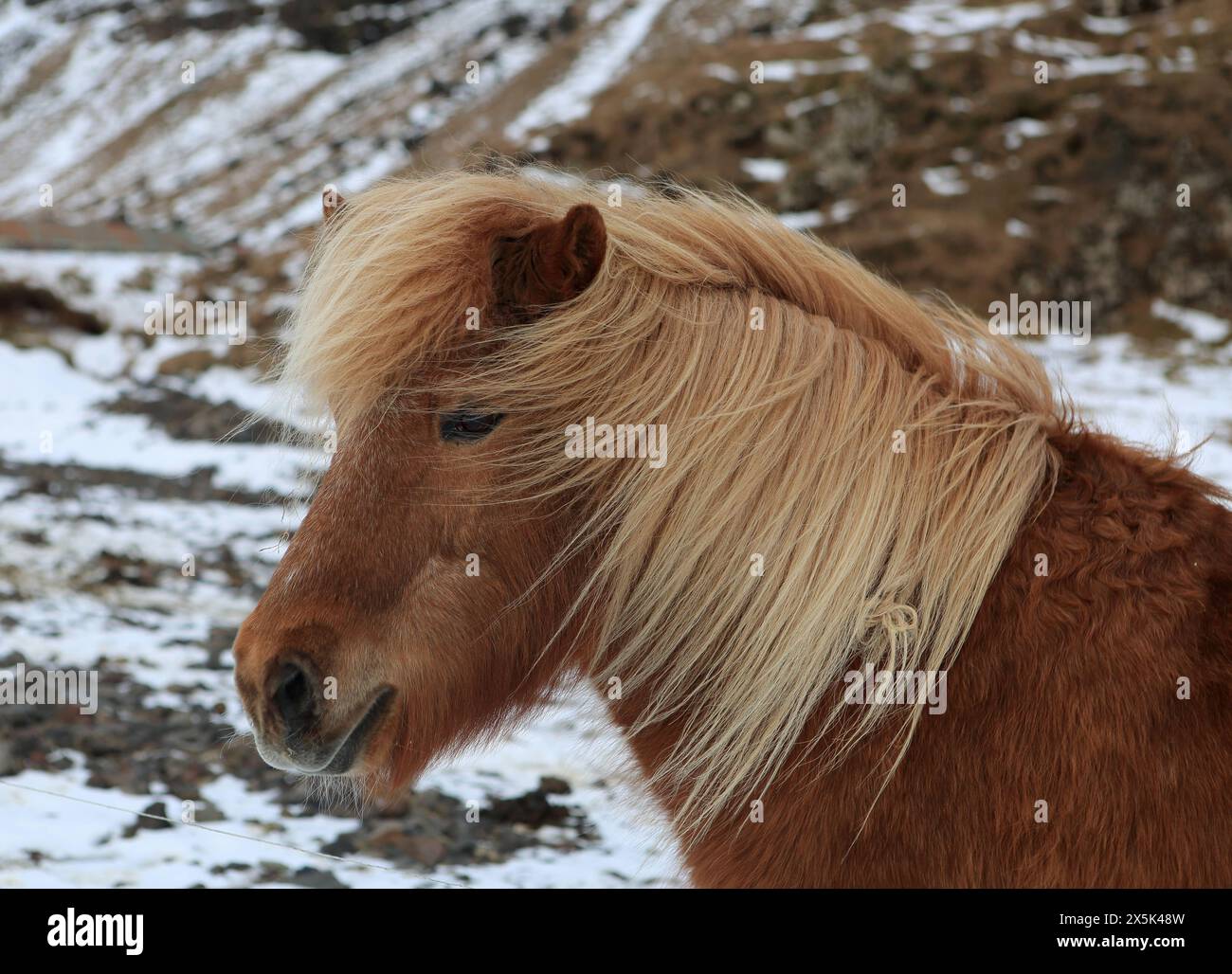 Wilde island pony hi-res stock photography and images - Alamy
