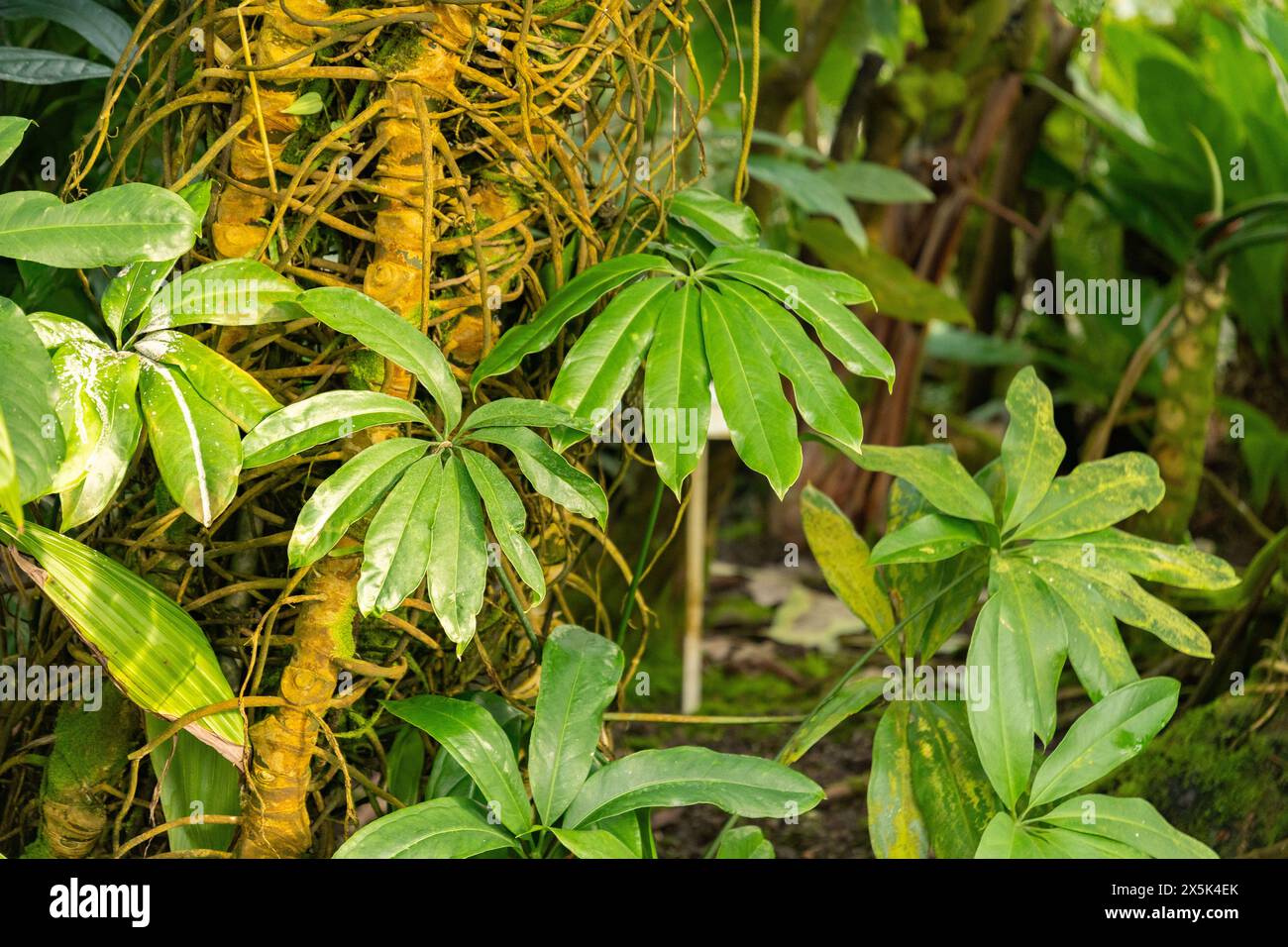 Saint Gallen, Switzerland, December 7, 2023 Anthurium Digitatum plant ...