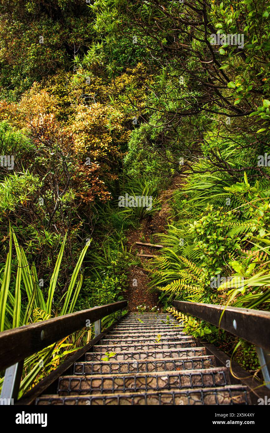 Steep stairs and pathway on Jungle hike, Mount Taranaki, North Island ...