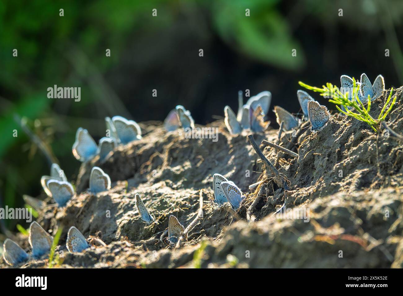 Abundance of butterflies in wet areas: Large blue (Maculinea arion ...