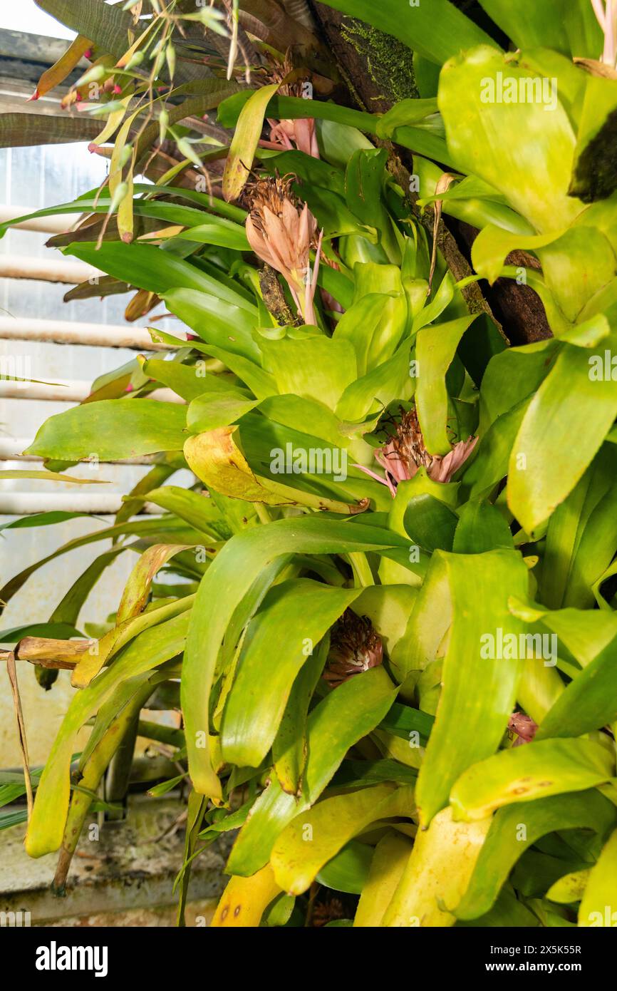 Saint Gallen, Switzerland, December 7, 2023 Billbergia Pyramidalis or ...