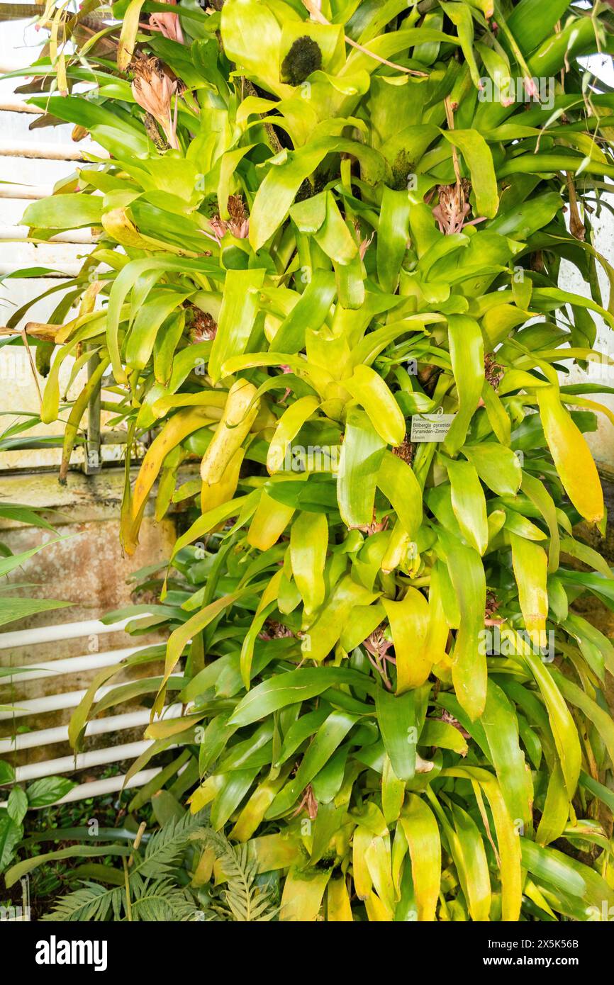 Saint Gallen, Switzerland, December 7, 2023 Billbergia Pyramidalis or ...