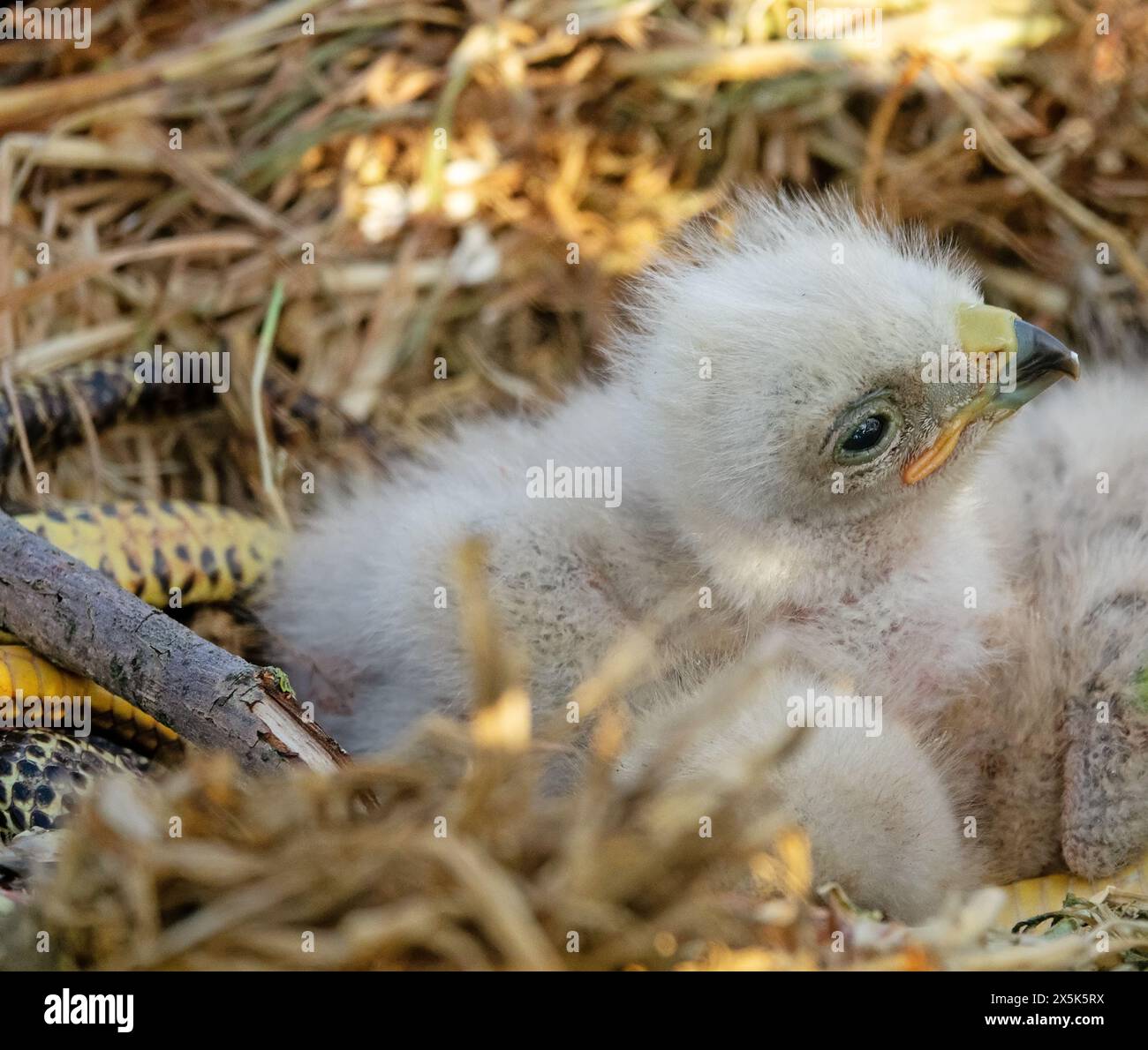 First food pyramid hi-res stock photography and images - Alamy