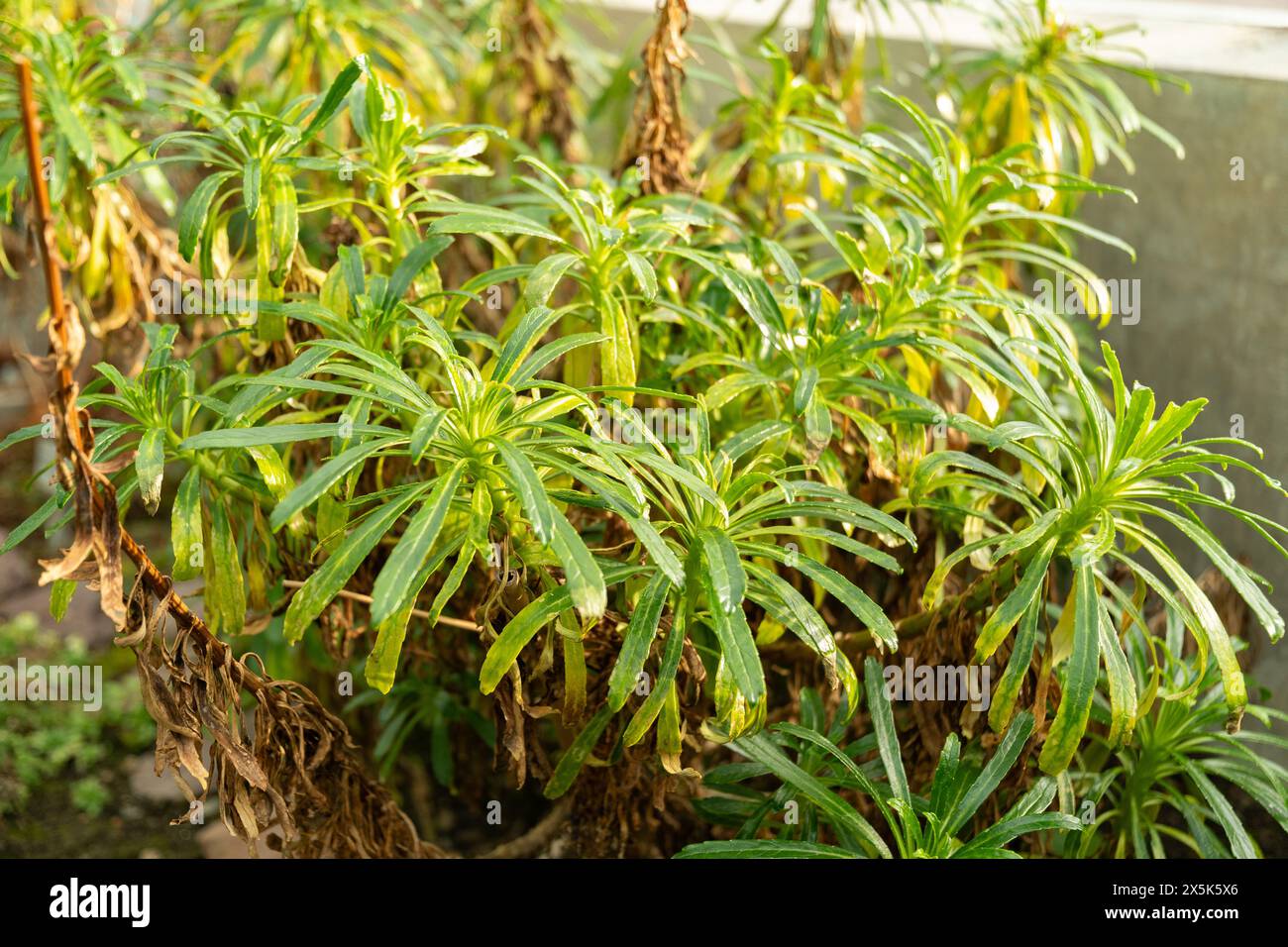 Saint Gallen, Switzerland, January 3, 2024 Arizona Vidalii or azores ...