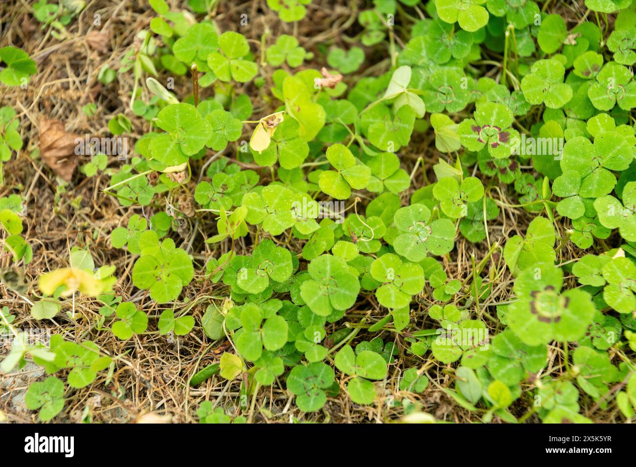Saint Gallen, Switzerland, January 3, 2024 Parochetus Communis or ...