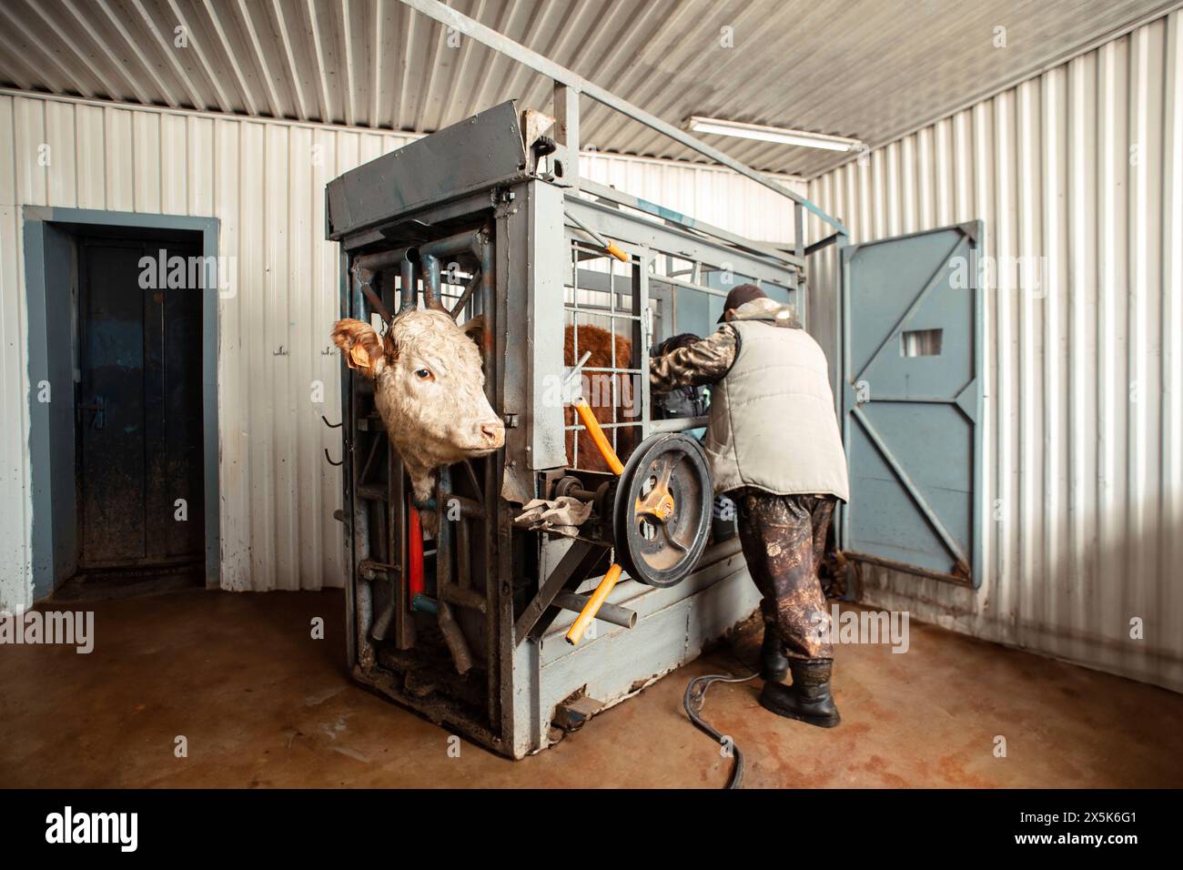 farmer operating complex machinery within a chute, illustrating the ...