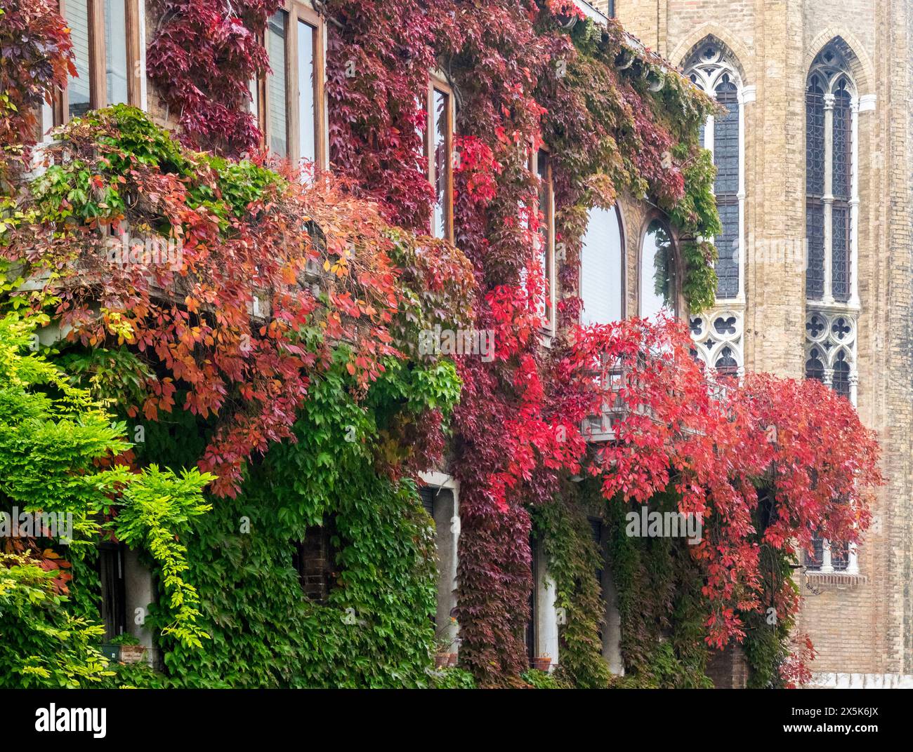 Italy, Venice. Ivy covered brick wall along the canal Stock Photo - Alamy
