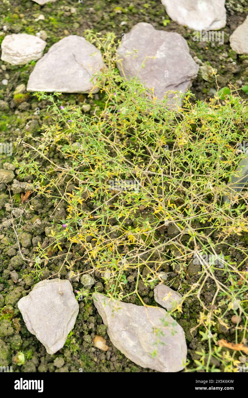 Saint Gallen, Switzerland, January 3, 2024 Fagonia Cretica plant at the ...