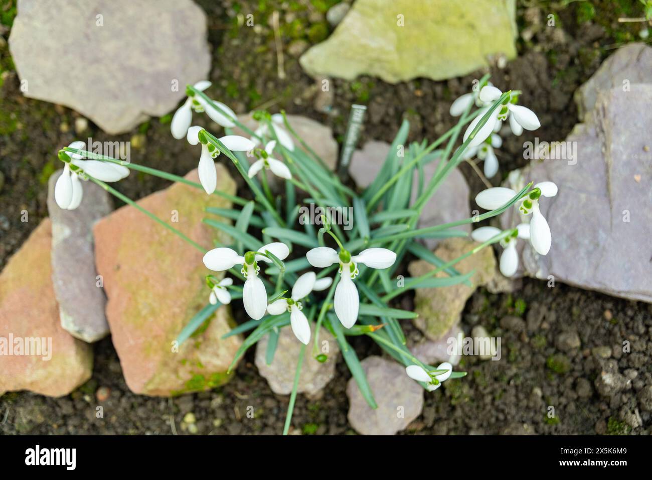 Saint Gallen, Switzerland, January 3, 2024 Galanthus Bursanus plant at ...