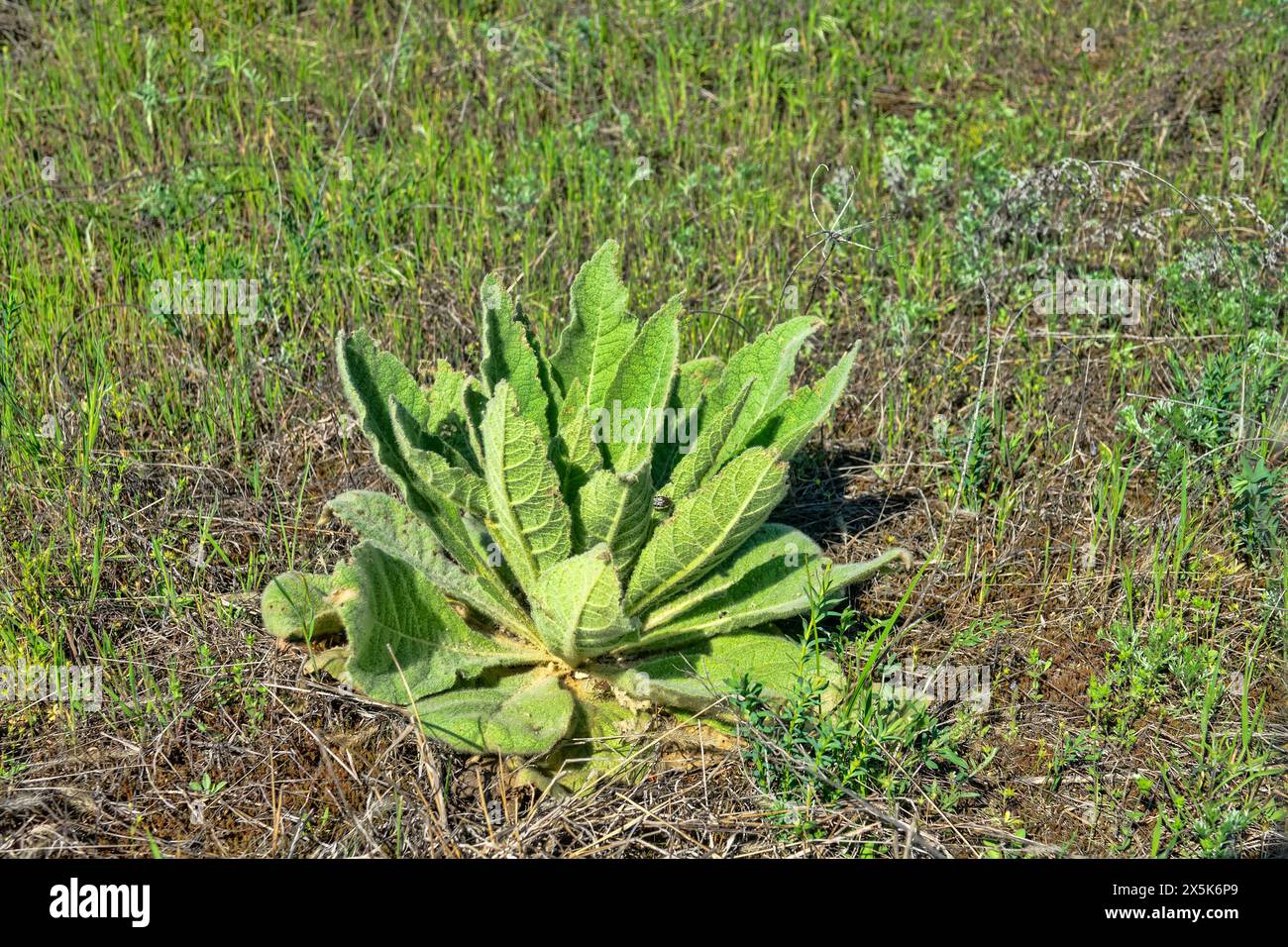 Wool mullein (Verbascum thapsiforme) mullein is a powerful vegetative ...