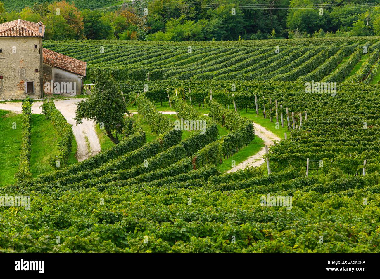 Italy. Rows of grape leaves in a vineyard and a Tuscan style farm house ...