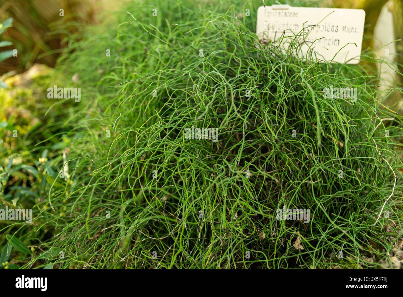 Saint Gallen, Switzerland, January 3, 2024 Equisetum Scirpoides or ...