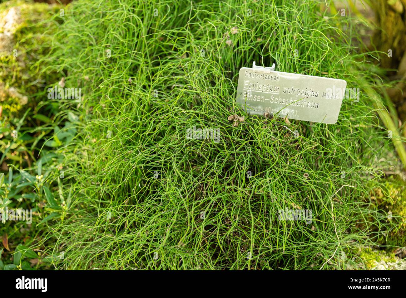 Saint Gallen, Switzerland, January 3, 2024 Equisetum Scirpoides or ...