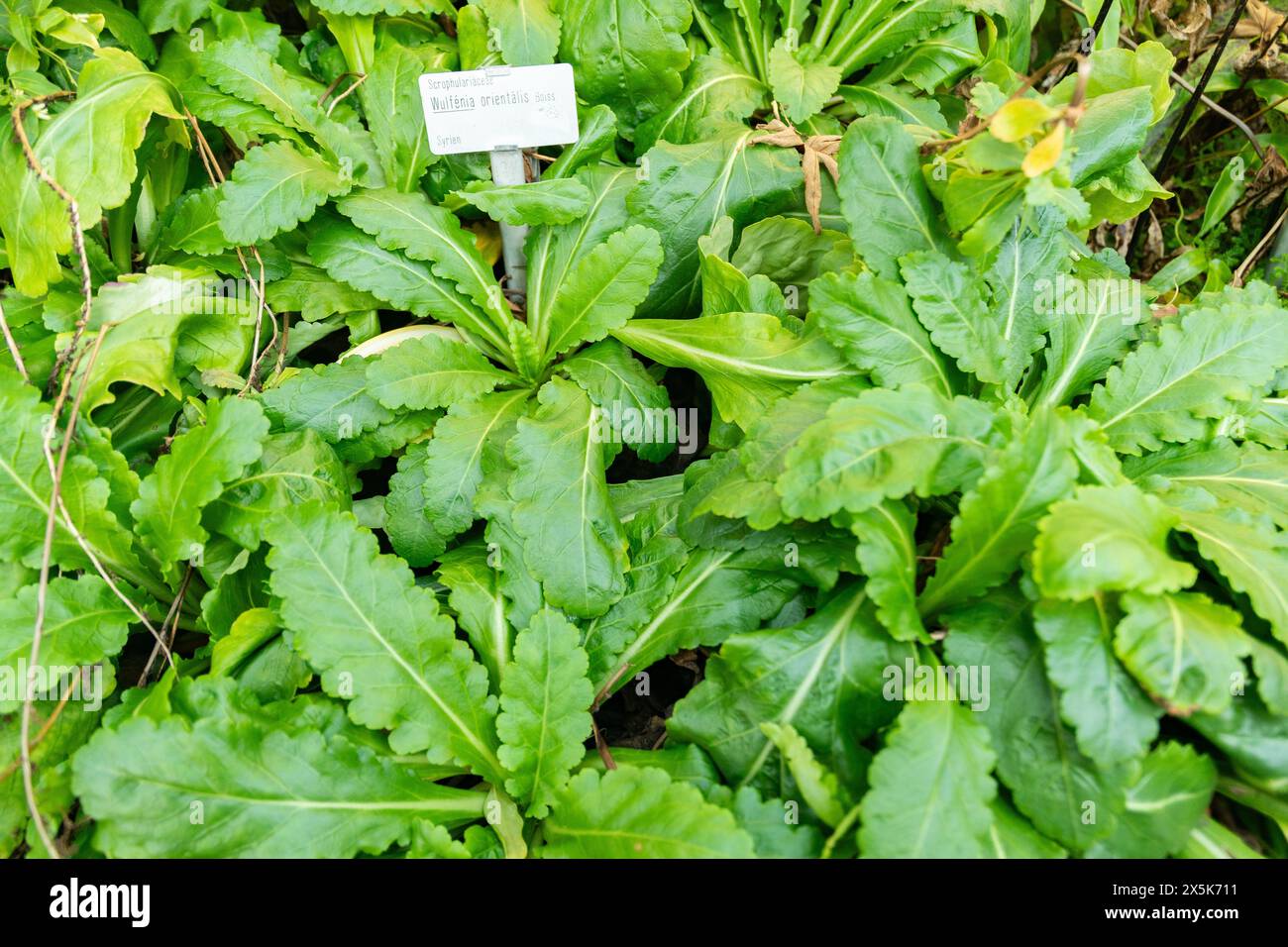 Wulfenia orientalis hi-res stock photography and images - Alamy