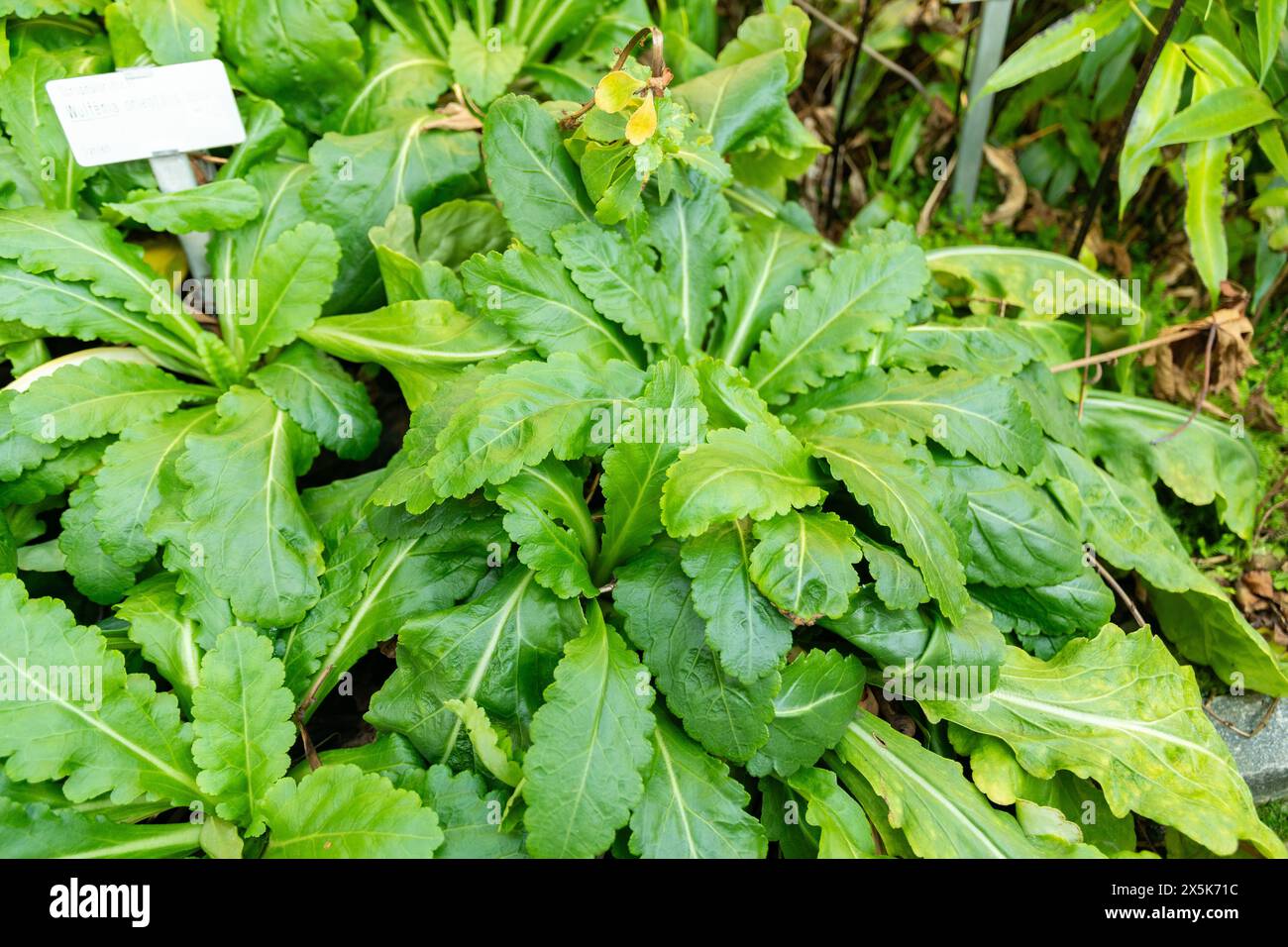Saint Gallen, Switzerland, January 3, 2024 Wulfenia Orientalis plant at ...