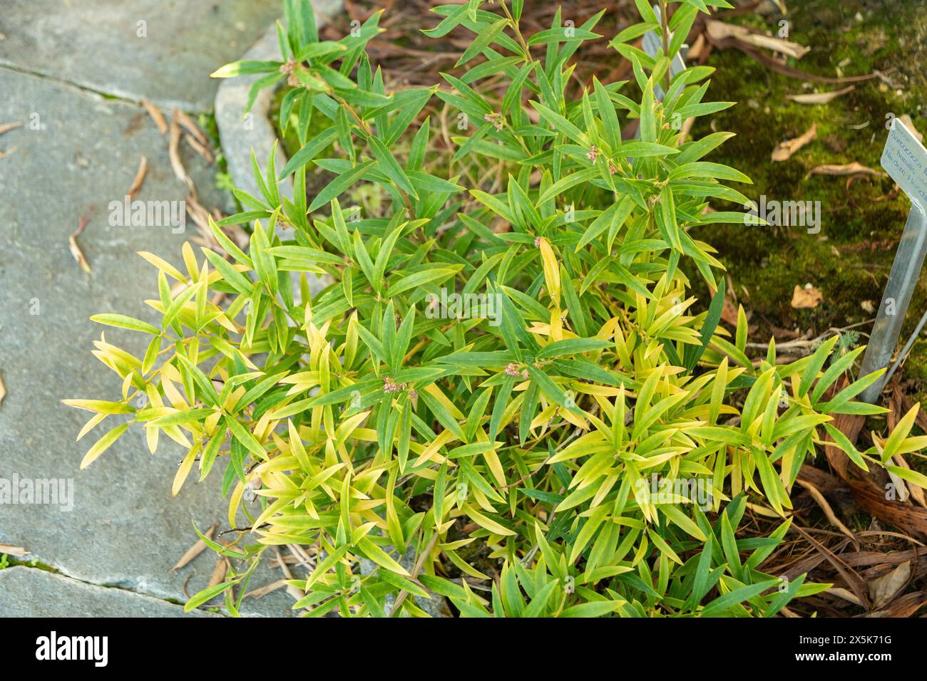 Sarcococca hookeriana hi-res stock photography and images - Alamy