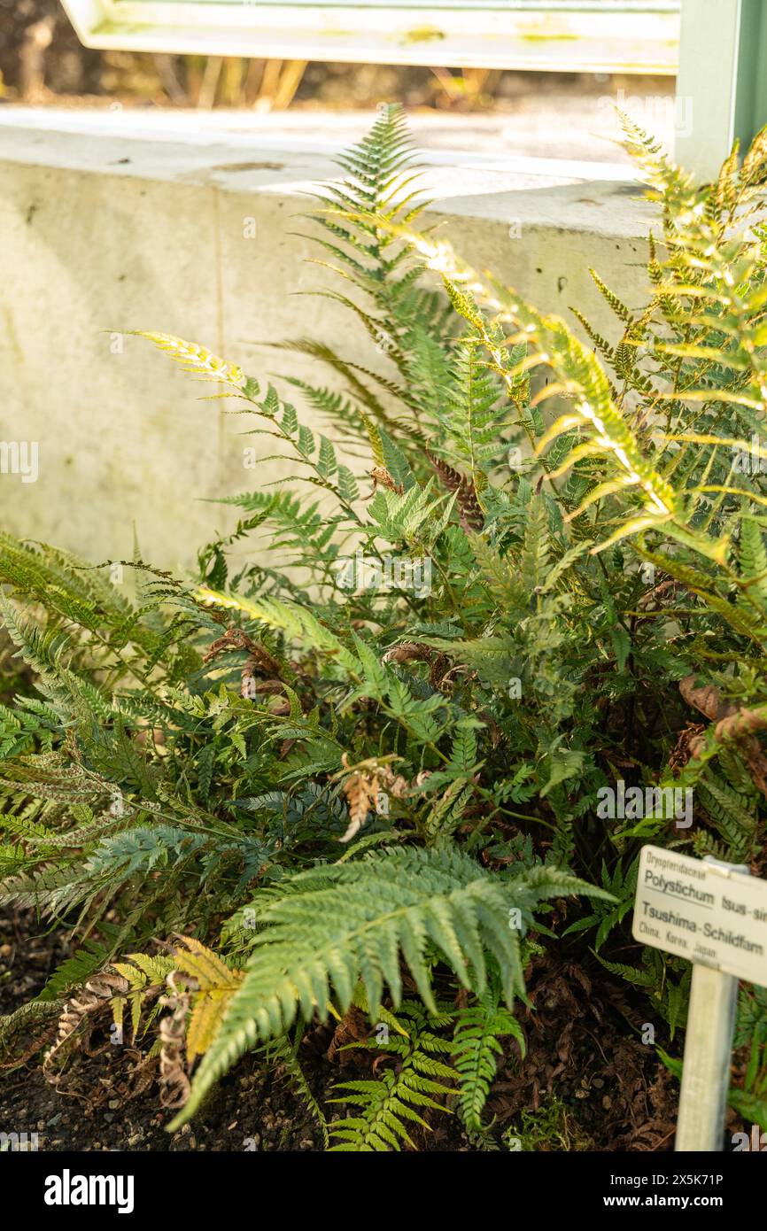 Polystichum tsus simense hi-res stock photography and images - Alamy