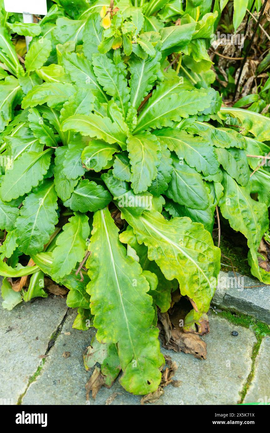 Wulfenia orientalis hi-res stock photography and images - Alamy