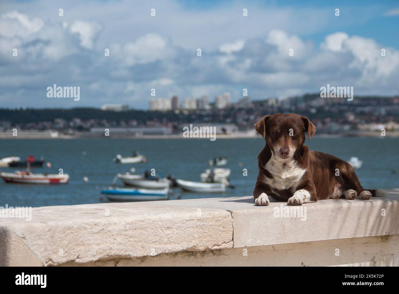 Brown dog sunbathing on a wall with the port of Lisbon in the ...