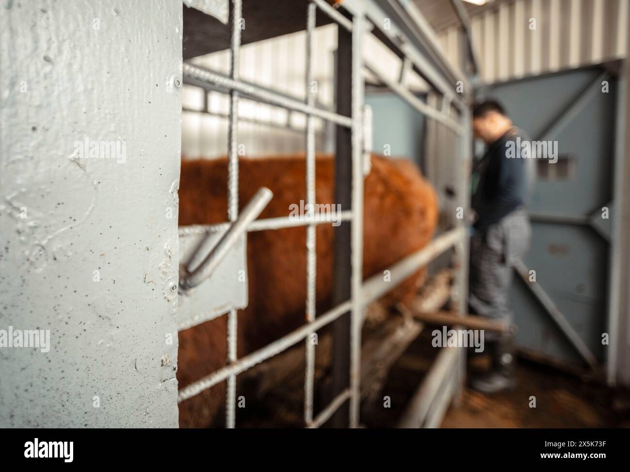 armer meticulously managing a veterinary chute to safely secure cattle ...