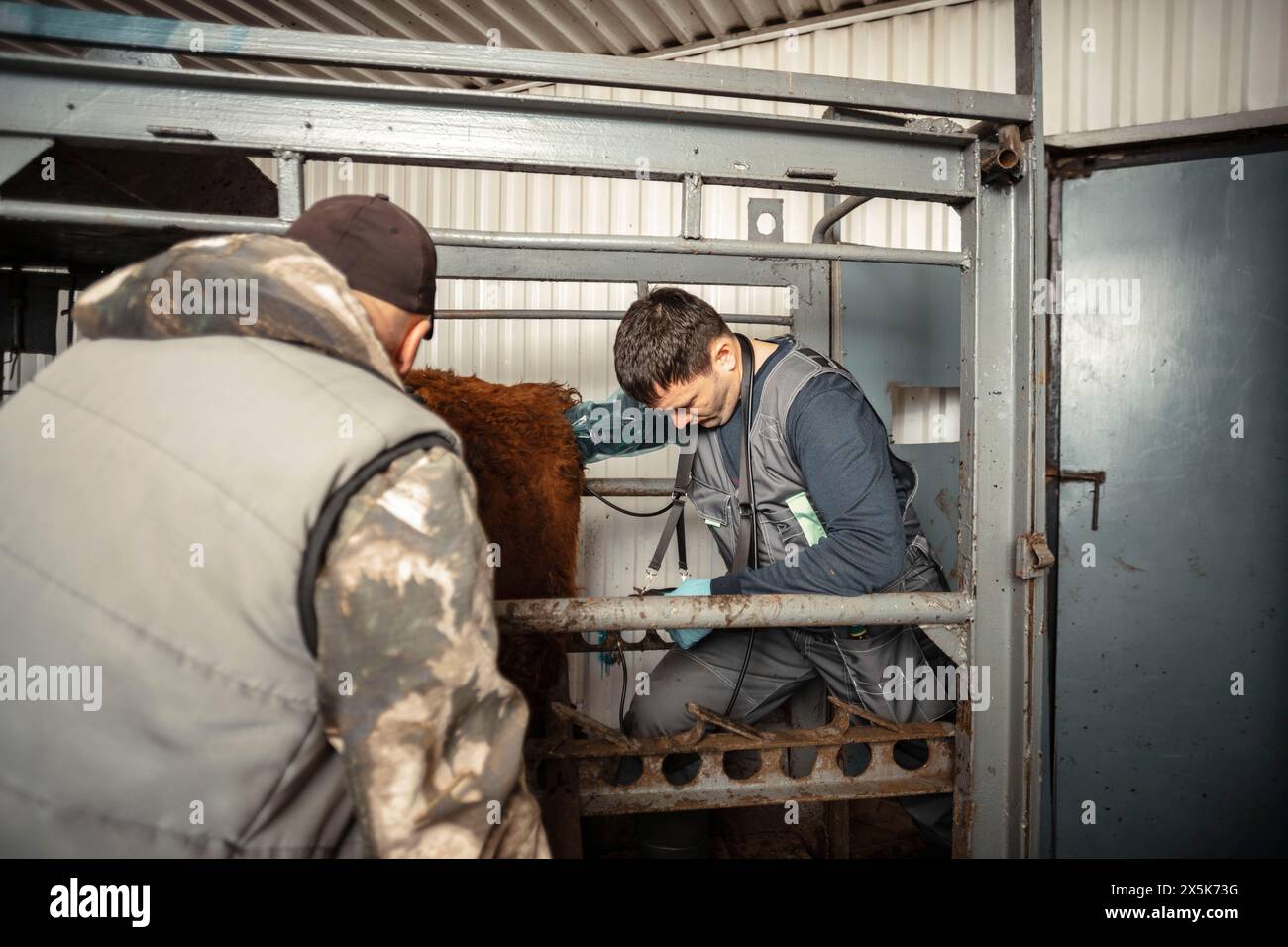The farmer oversees the work of the veterinarian, who carefully ...