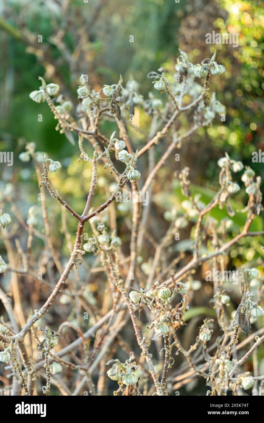 Saint Gallen, Switzerland, January 3, 2024 Edgeworthia Chrysantha or ...