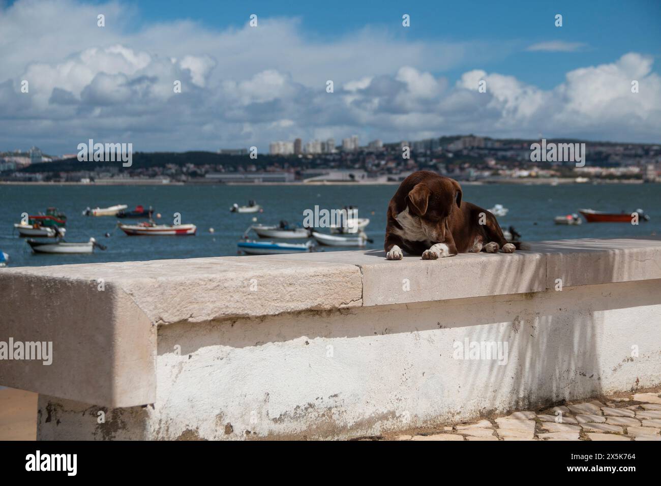 Brown dog sunbathing on a wall with the port of Lisbon in the ...