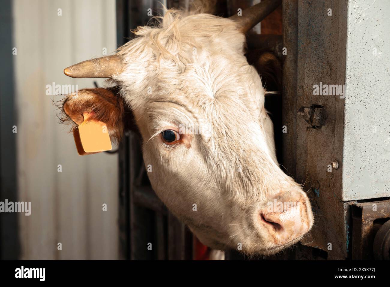 close-up view of a cow's ear tag, this photo illustrates the essential ...