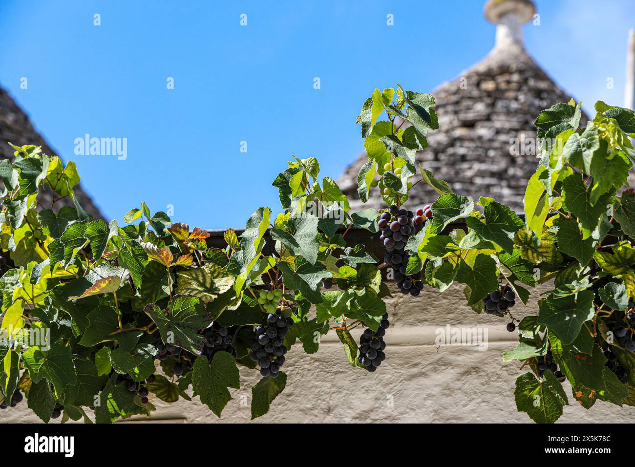 Trulli with grapevine puglia hi-res stock photography and images - Alamy