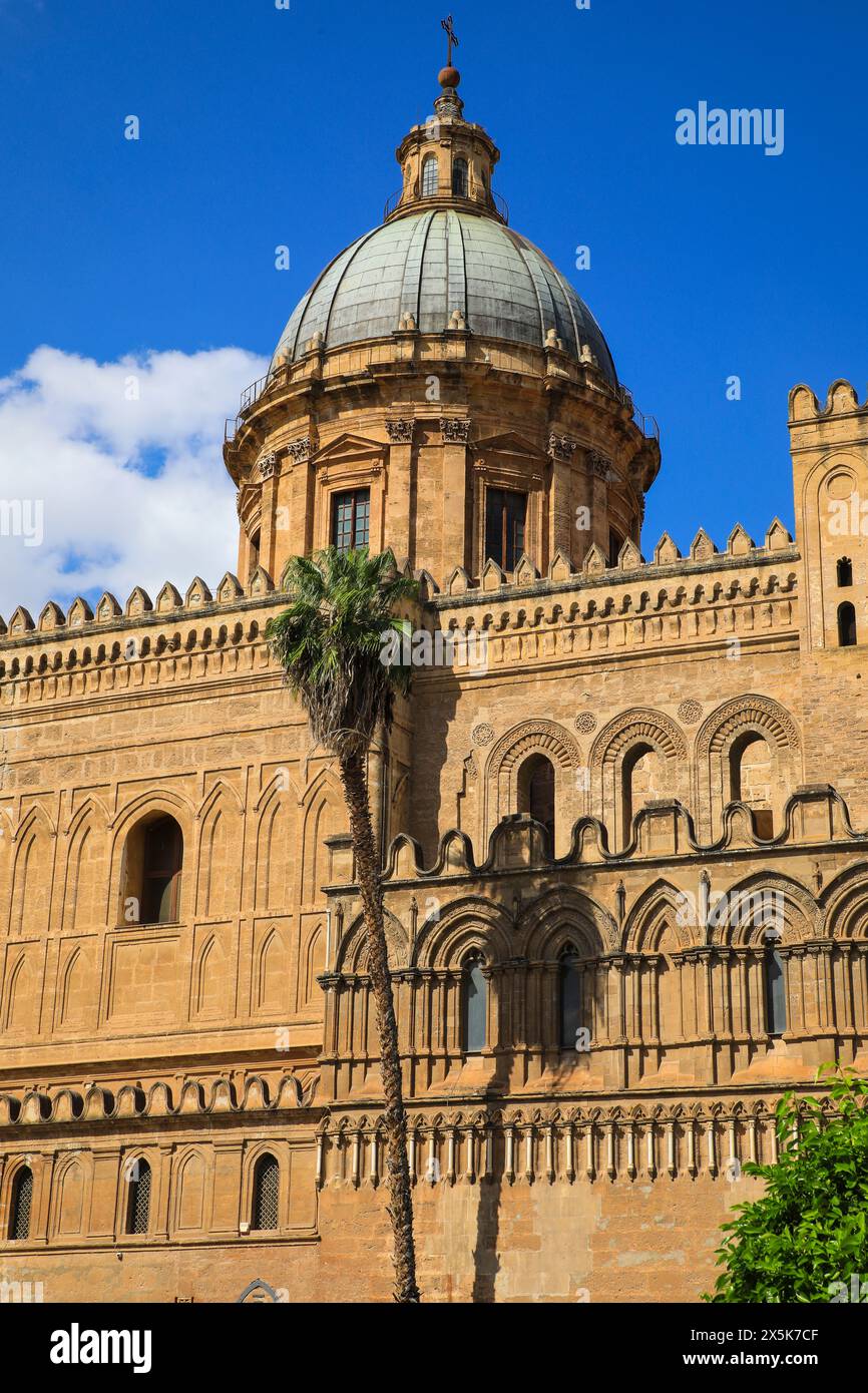 Palermo, Sicily, Italy. Cattedrale di Palermo and a tall palm tree ...