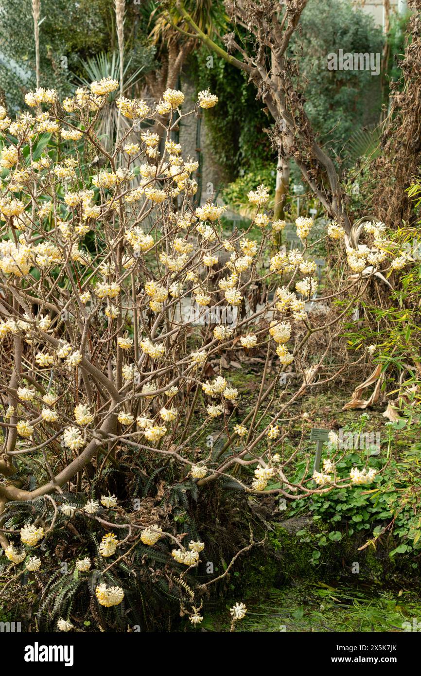 Saint, Gallen, Switzerland, February 10, 2024 Edgeworthia Chrysantha or ...