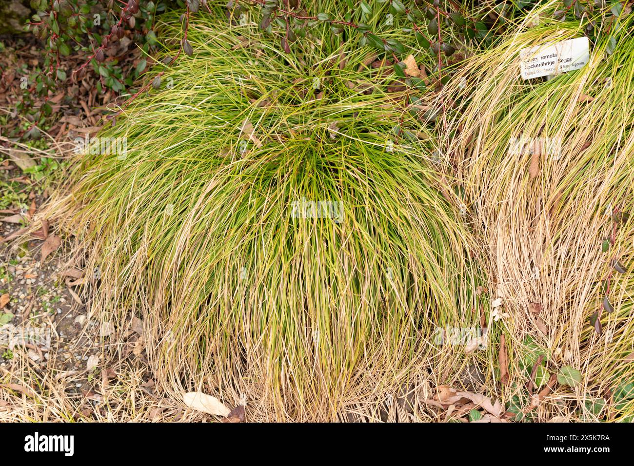 Saint, Gallen, Switzerland, February 10, 2024 Carex Remota or remote ...