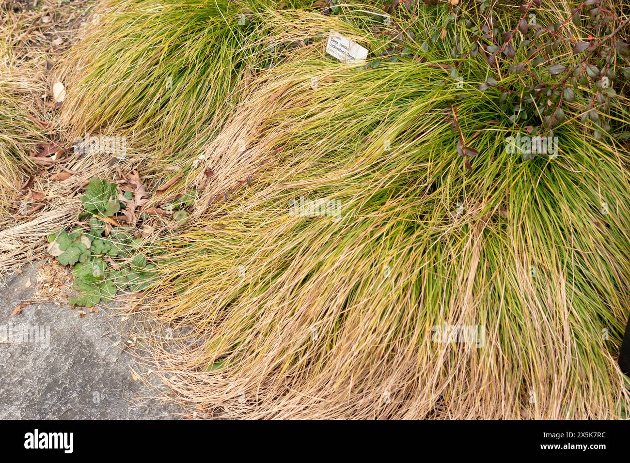 Saint, Gallen, Switzerland, February 10, 2024 Carex Remota or remote ...
