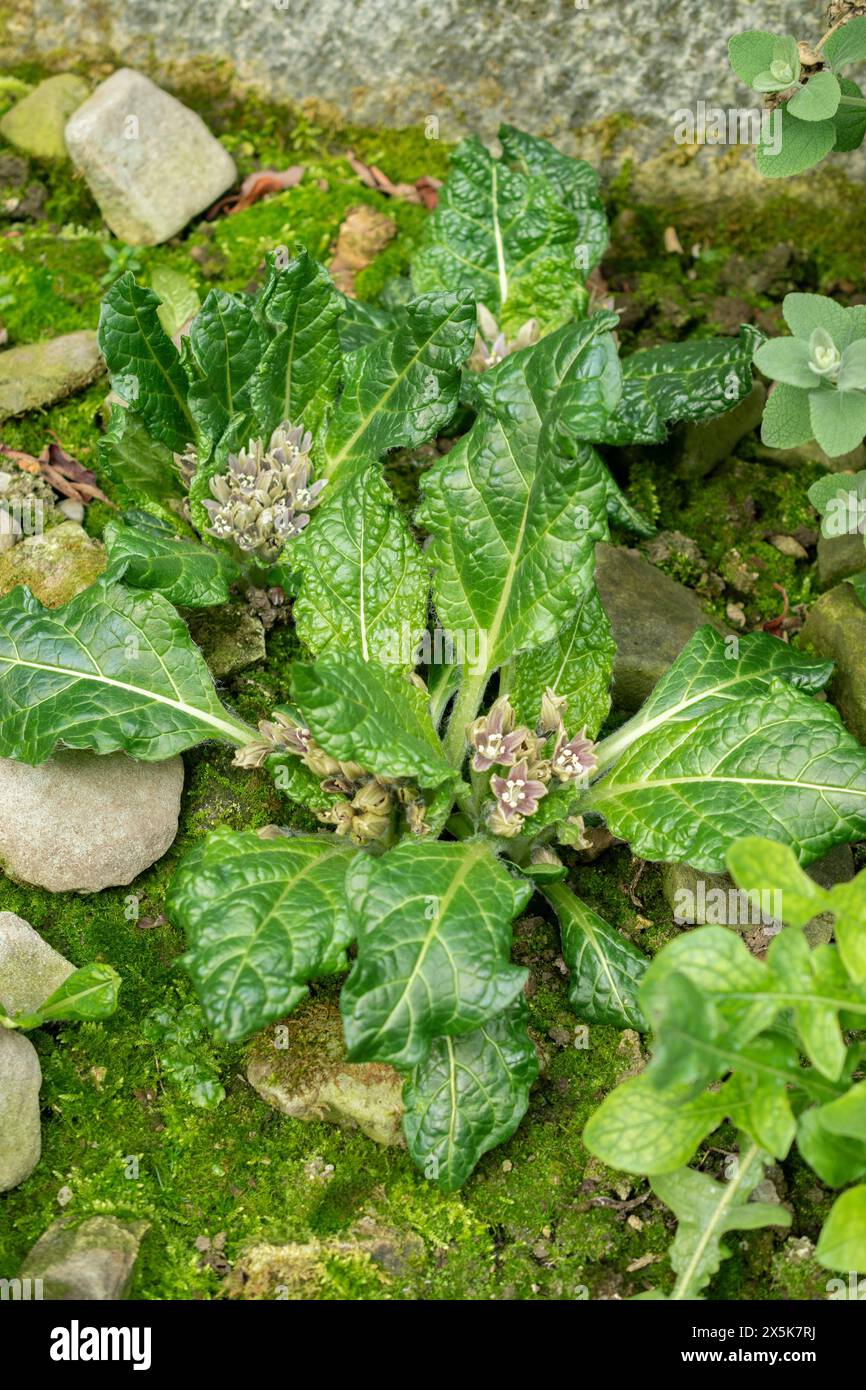 Mandrake plant hi-res stock photography and images - Alamy