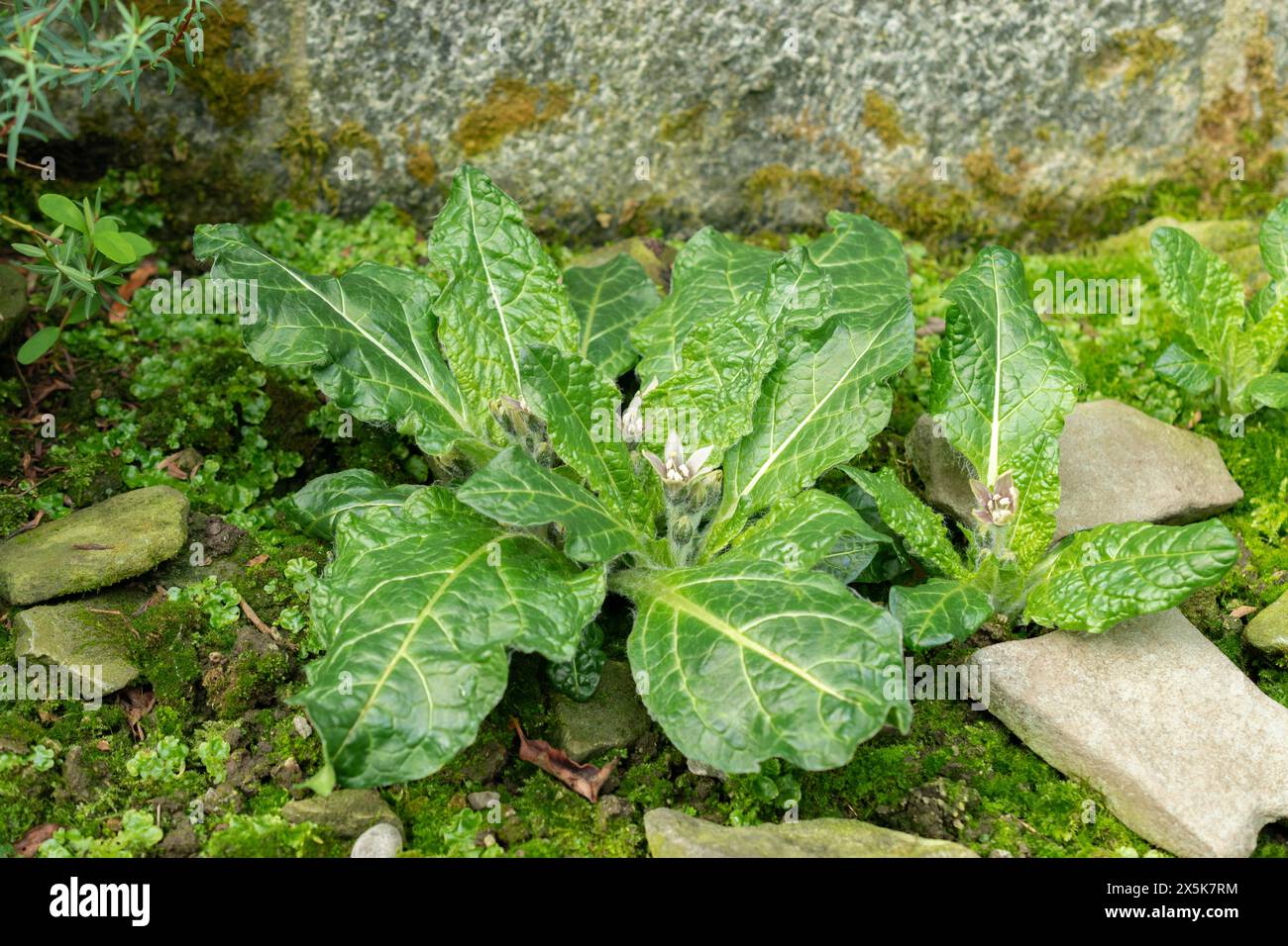 Mandrake plant hi-res stock photography and images - Alamy