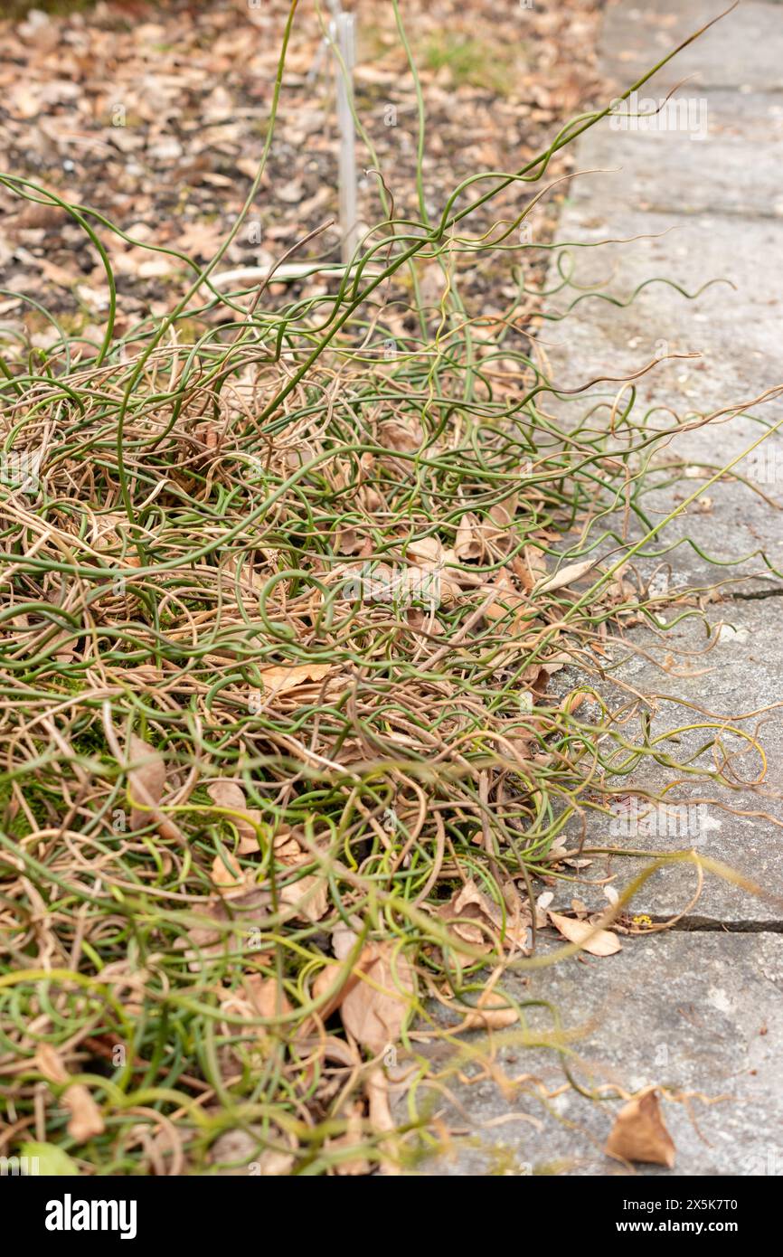 Saint, Gallen, Switzerland, February 10, 2024 Juncus Effusus or common ...