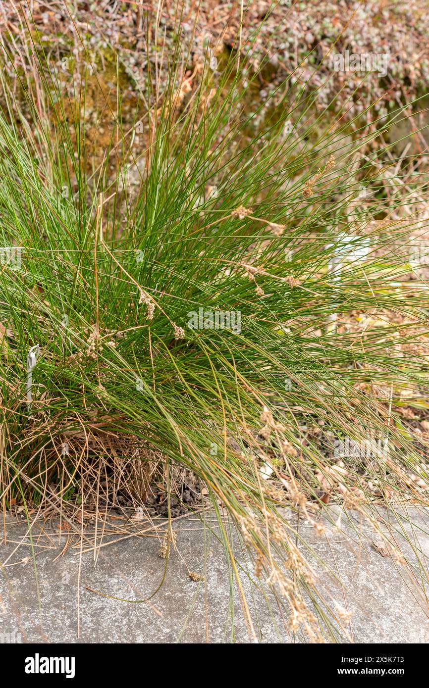 Saint, Gallen, Switzerland, February 10, 2024 Juncus Maritimus or sea ...