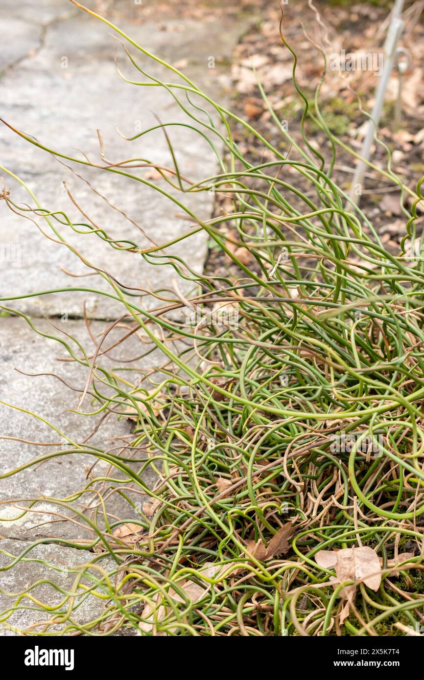 Saint, Gallen, Switzerland, February 10, 2024 Juncus Effusus or common ...