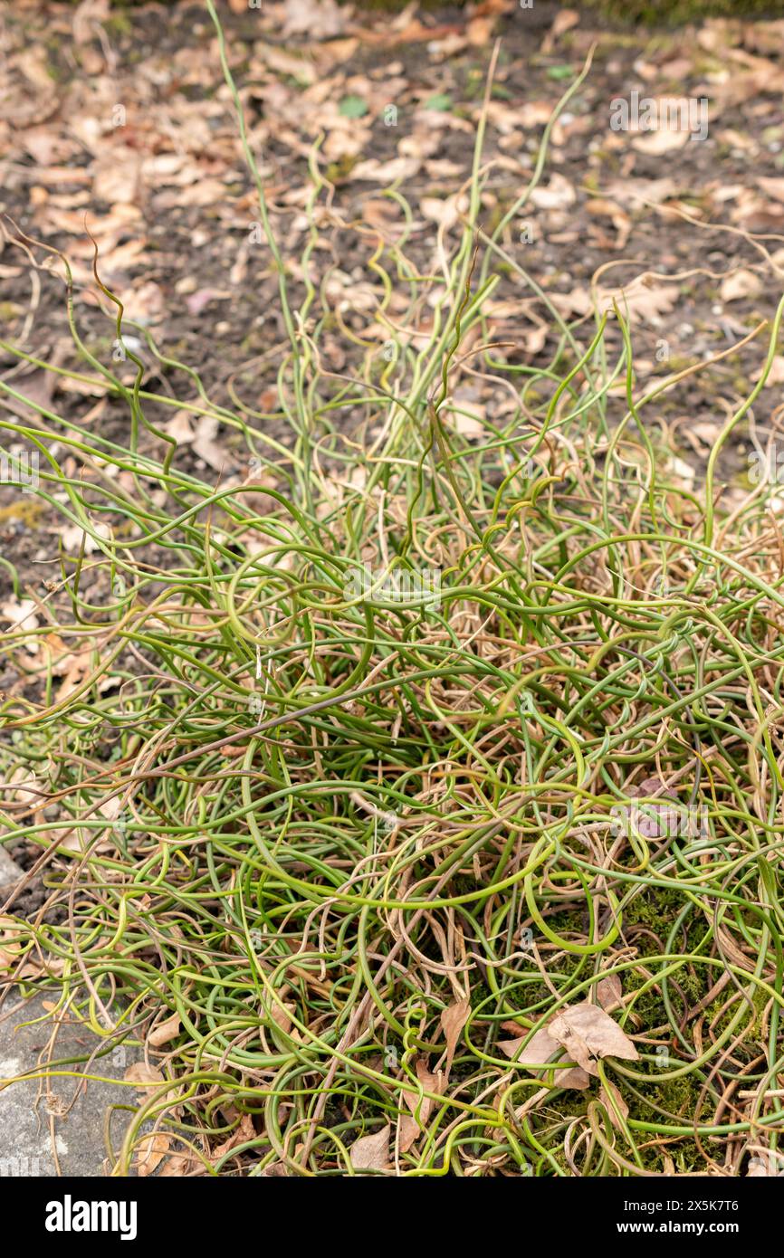 Saint, Gallen, Switzerland, February 10, 2024 Juncus Effusus or common ...