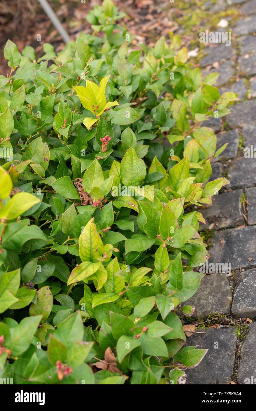 Saint, Gallen, Switzerland, February 10, 2024 Gaultheria Shallon or ...