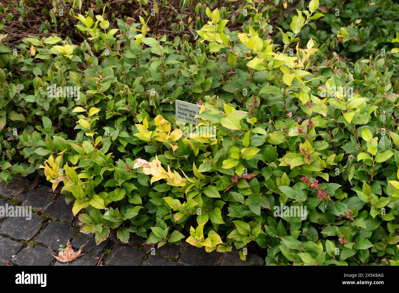 Saint, Gallen, Switzerland, February 10, 2024 Gaultheria Shallon or ...