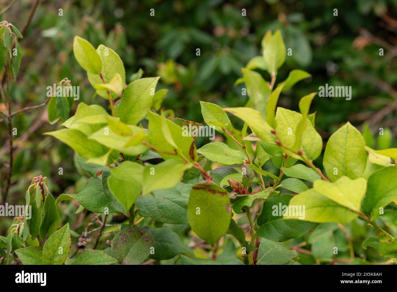 Saint, Gallen, Switzerland, February 10, 2024 Gaultheria Shallon or ...