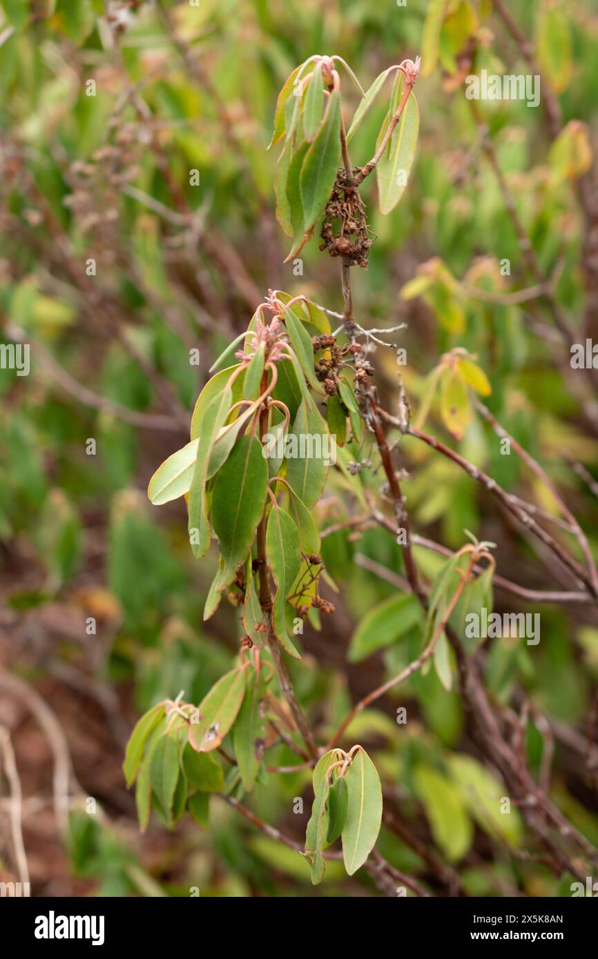 Saint, Gallen, Switzerland, February 10, 2024 Kalmia Angustifolia or ...