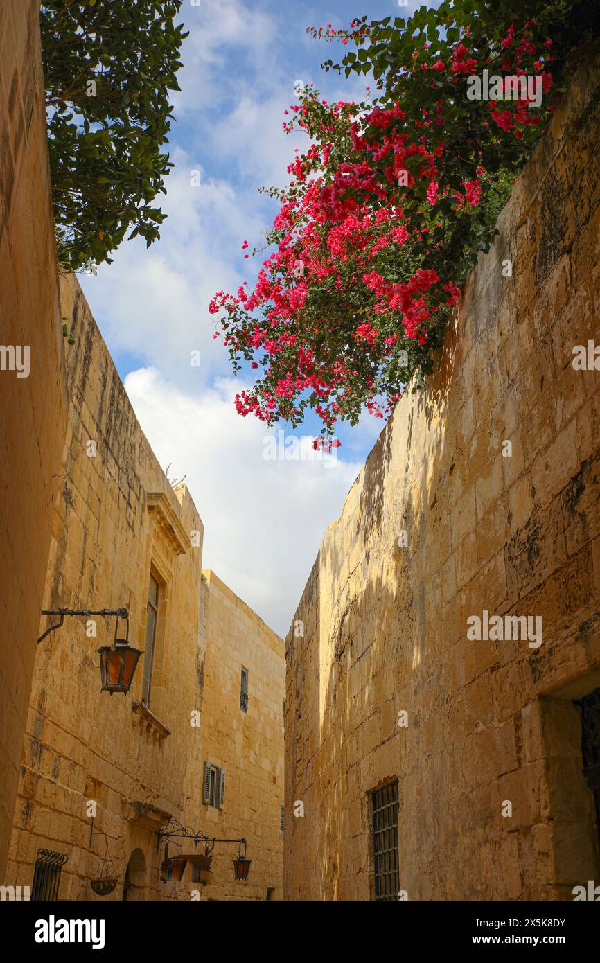 Mdina, Malta. Medieval narrow limestone corridor with bougainvillea ...