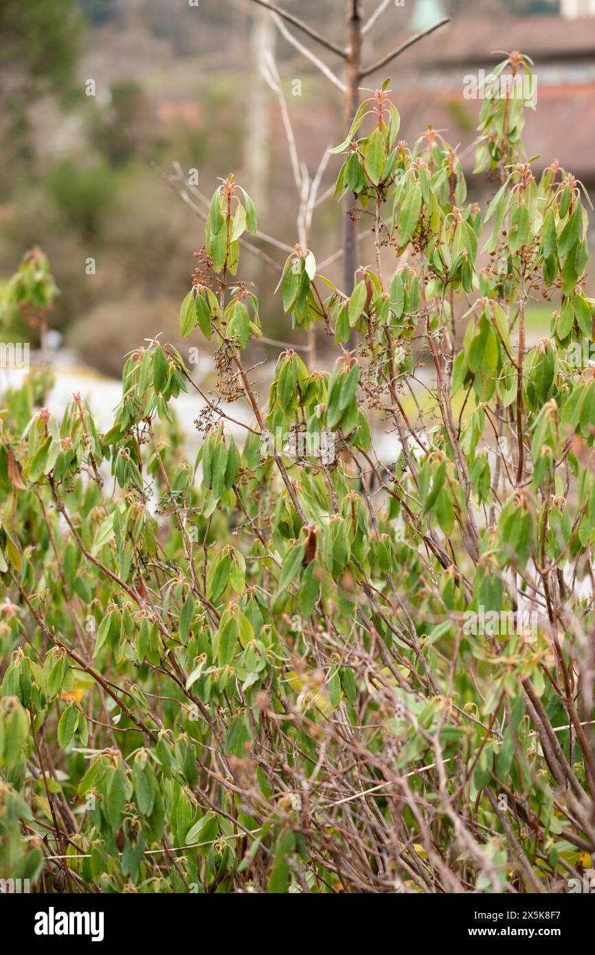Saint, Gallen, Switzerland, February 10, 2024 Kalmia Angustifolia or ...