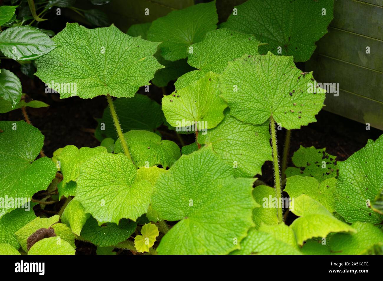 Saint, Gallen, Switzerland, February 10, 2024 Begonia Acida plant at ...