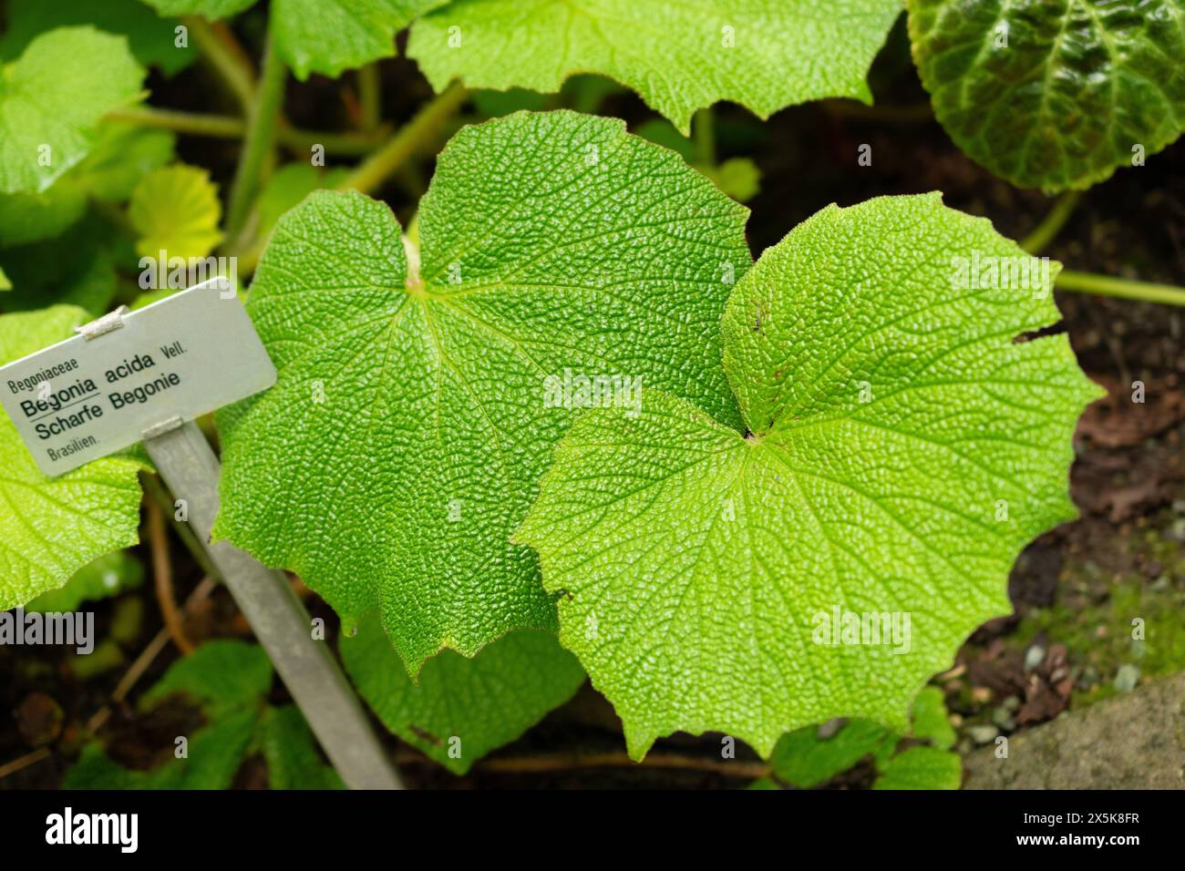 Saint, Gallen, Switzerland, February 10, 2024 Begonia Acida plant at ...
