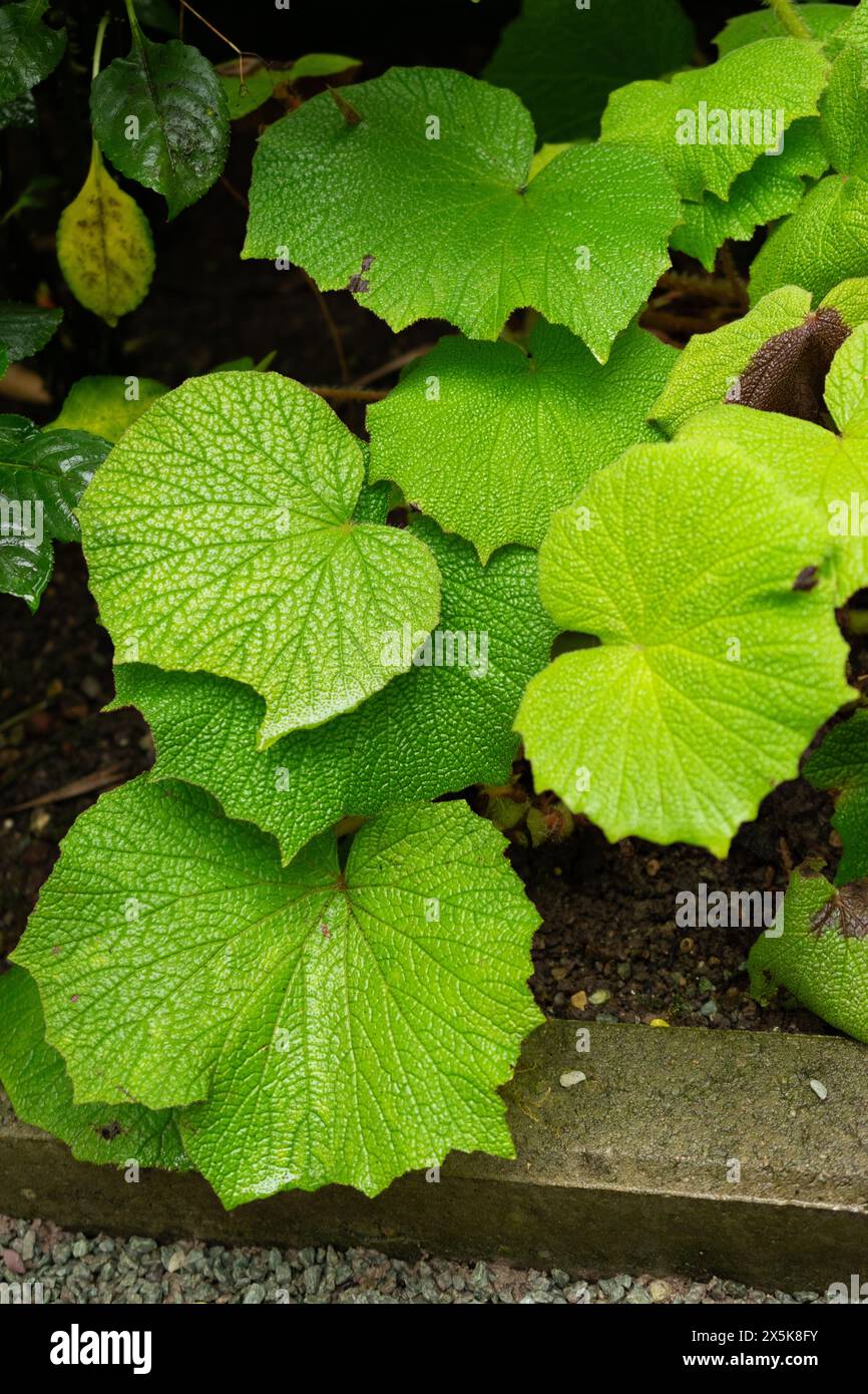 Saint, Gallen, Switzerland, February 10, 2024 Begonia Acida plant at ...