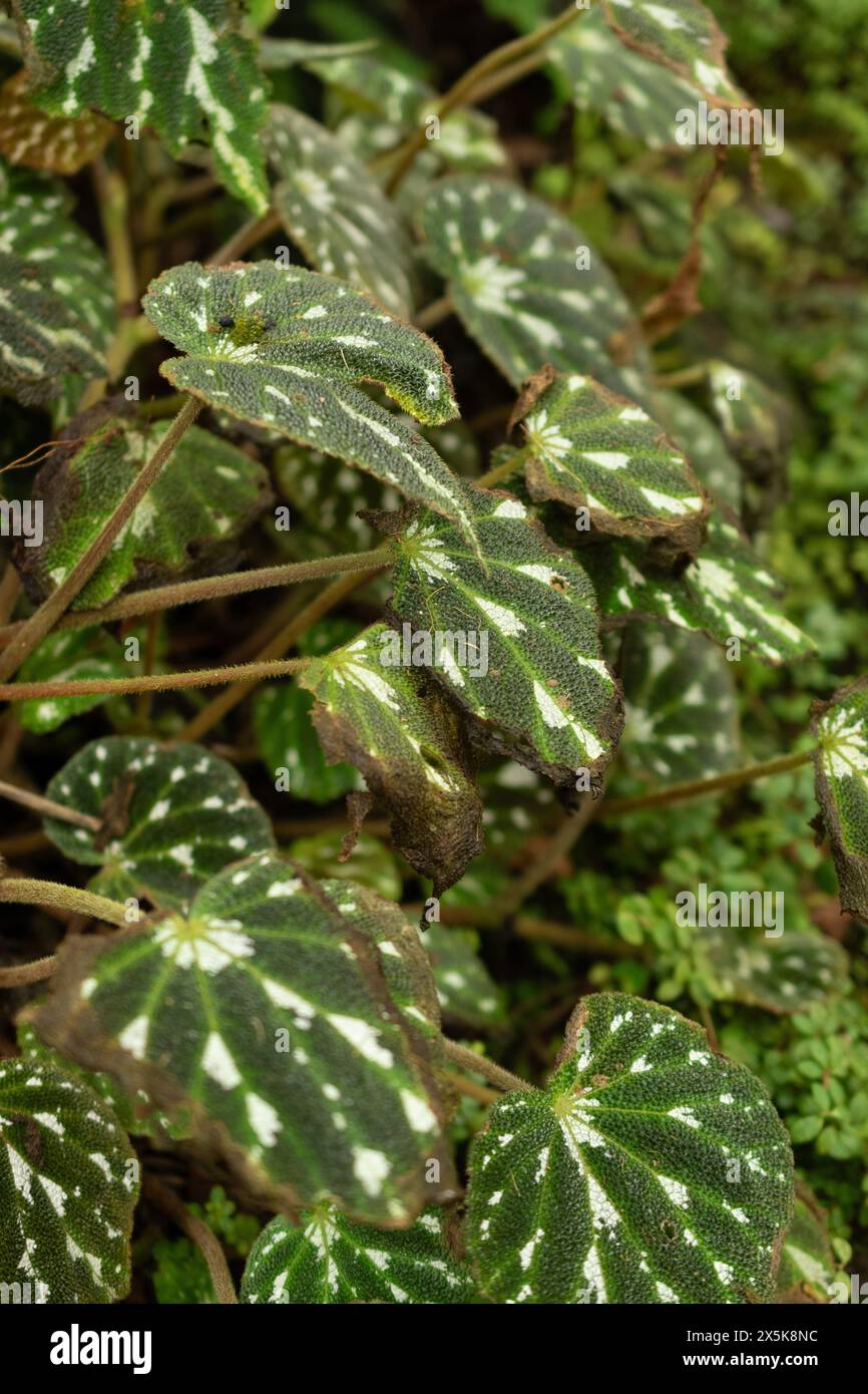 Saint, Gallen, Switzerland, February 10, 2024 Begonia Pustulata plant ...