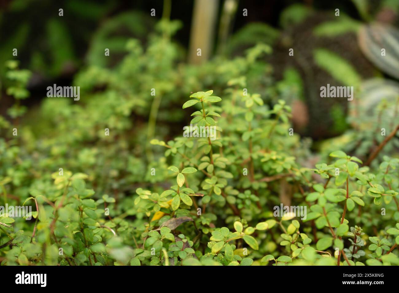 Peperomia peperomia rubella hi-res stock photography and images - Alamy